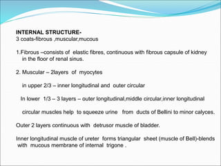 Ureters and bladder | PPT