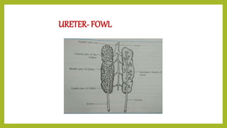 URETER___UB_DOMESTIC_ANIMAL-N veterinary.pptx