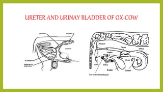 URETER___UB_DOMESTIC_ANIMAL-N veterinary.pptx