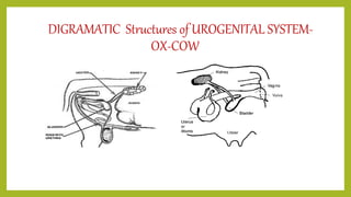 URETER___UB_DOMESTIC_ANIMAL-N veterinary.pptx