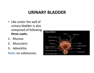 Histology of Ureter UB Urethra presentation.pdf