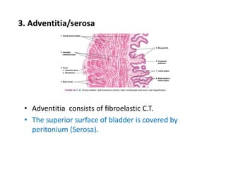 Histology of Ureter UB Urethra presentation.pdf