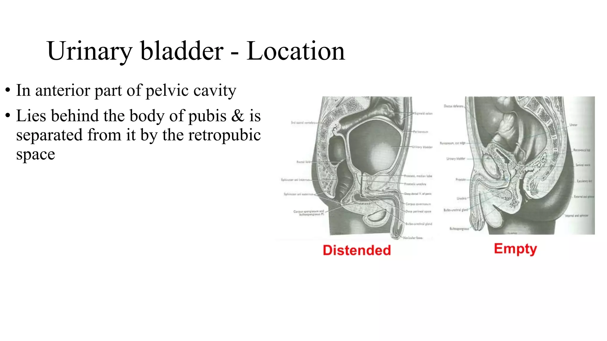ureter & urinary bladder -.pptx