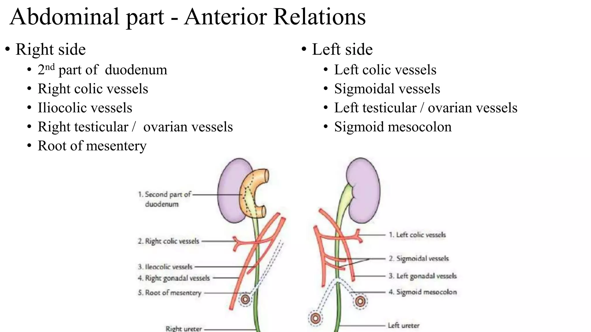 ureter & urinary bladder -.pptx