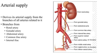 ureter & urinary bladder -.pptx
