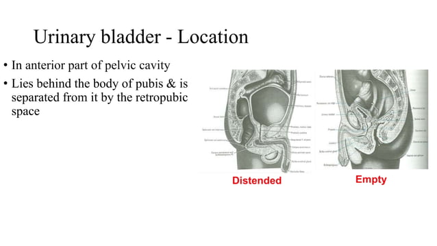 ureter & urinary bladder -.pptx