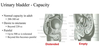 ureter & urinary bladder -.pptx