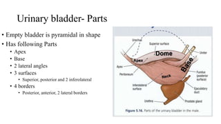 ureter & urinary bladder -.pptx