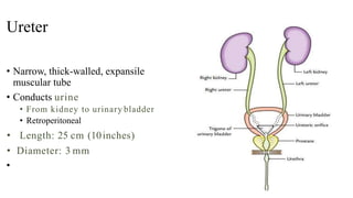 ureter & urinary bladder -.pptx