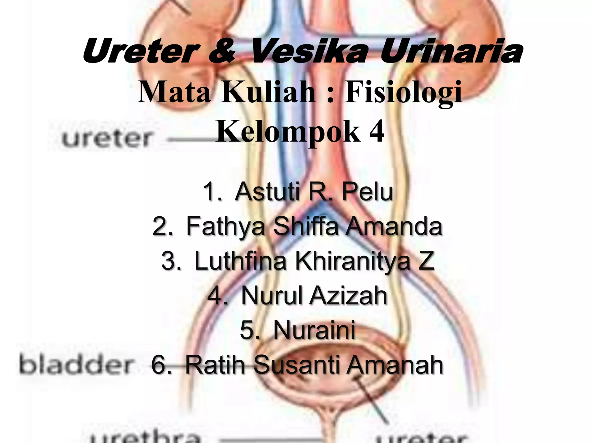 Ureter & vesica urinaria,ppt fis kel 4 | PPTX