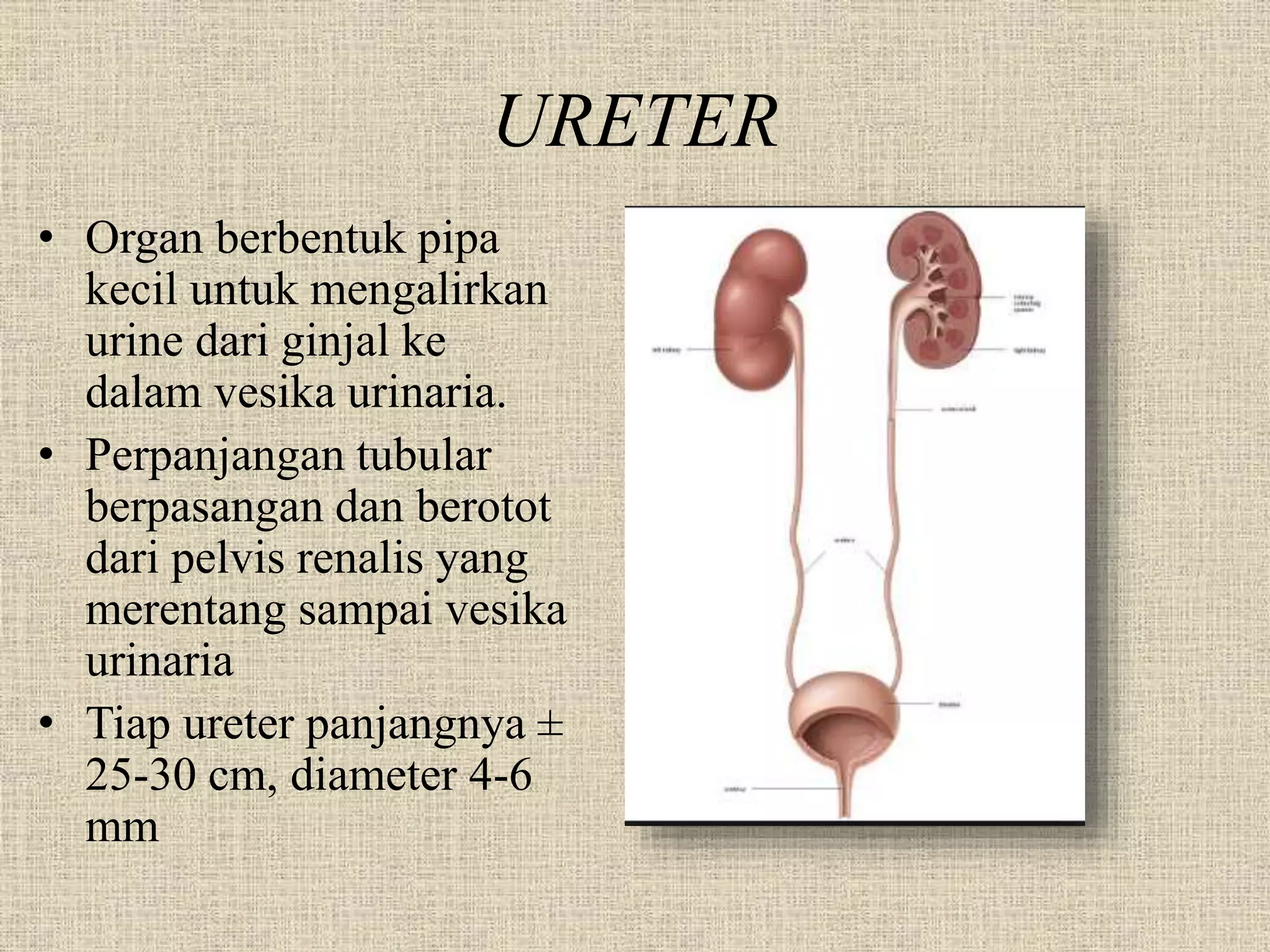Ureter & vesica urinaria,ppt fis kel 4 | PPTX