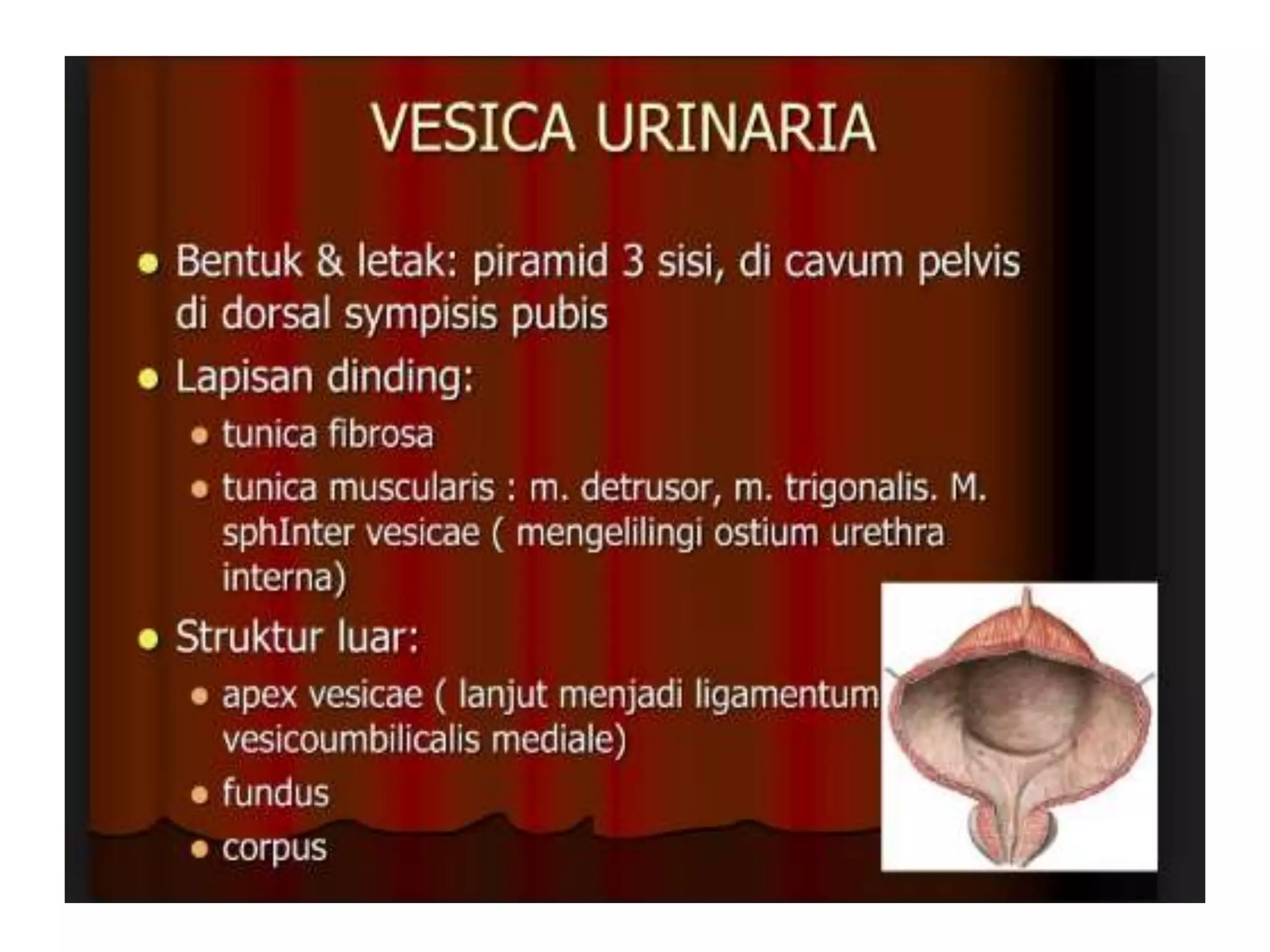 Ureter & vesica urinaria,ppt fis kel 4 | PPTX