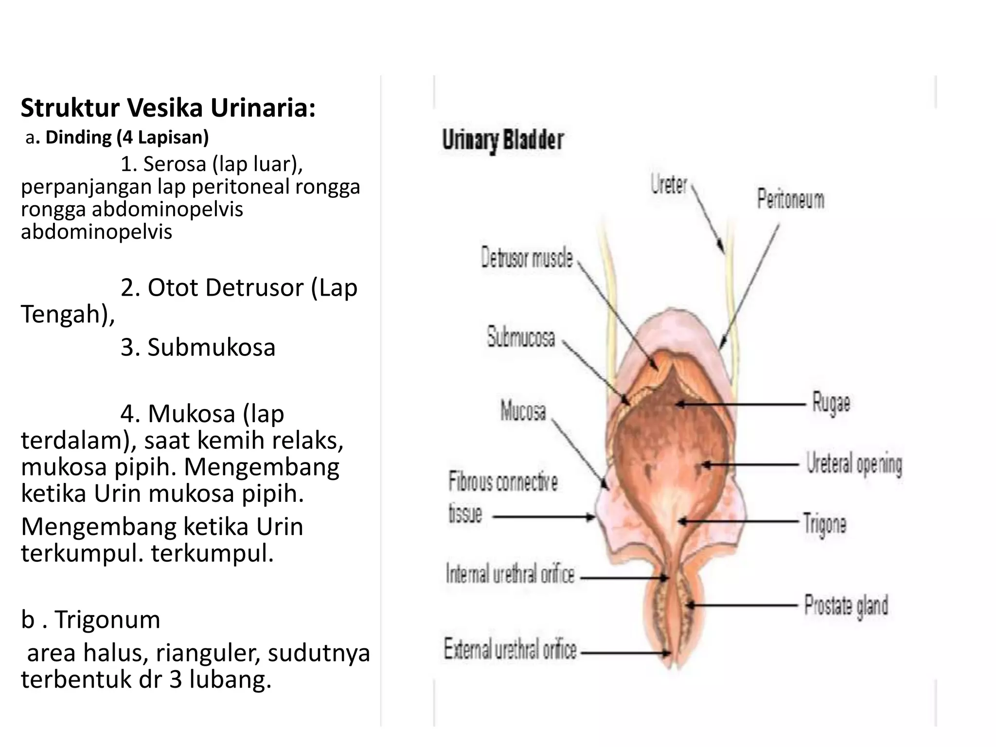 Ureter & vesica urinaria,ppt fis kel 4 | PPTX