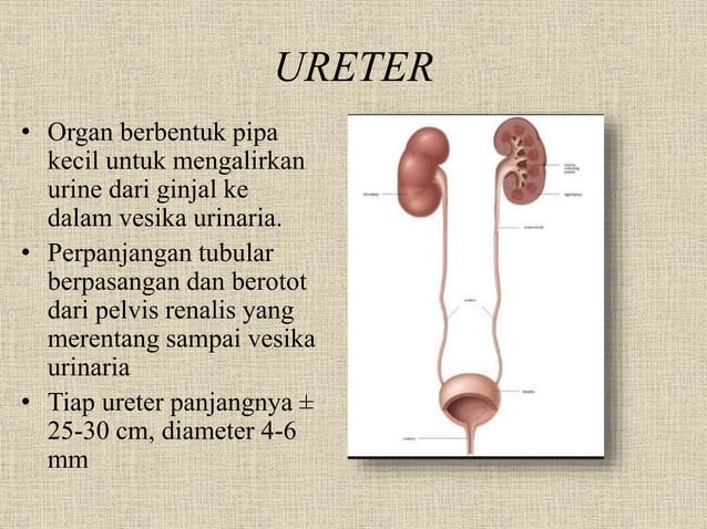 Ureter & vesica urinaria,ppt fis kel 4 | PPTX