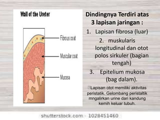 Ureter & vesica urinaria,ppt fis kel 4 | PPTX