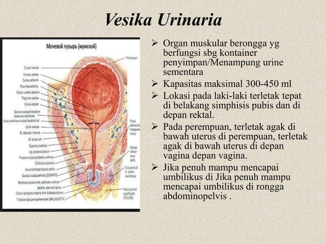 Ureter & vesica urinaria,ppt fis kel 4 | PPTX