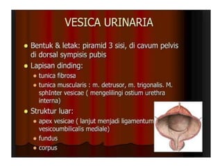 Ureter & vesica urinaria,ppt fis kel 4 | PPTX