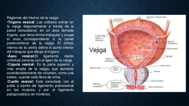 Ureter y vejiga