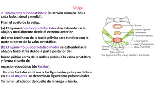 URETER Y VEJIGA.anatomia humana segun la tarjet | PPTX