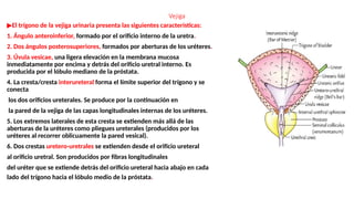 URETER Y VEJIGA.anatomia humana segun la tarjet | PPTX