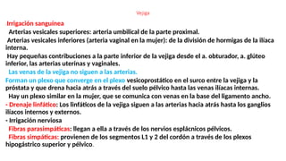 URETER Y VEJIGA.anatomia humana segun la tarjet | PPTX