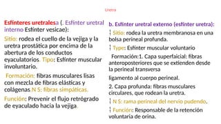 URETER Y VEJIGA.anatomia humana segun la tarjet | PPTX