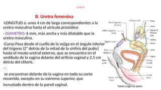 URETER Y VEJIGA.anatomia humana segun la tarjet | PPTX