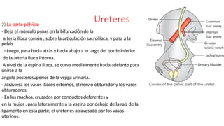 URETER Y VEJIGA.anatomia humana segun la tarjet | PPTX