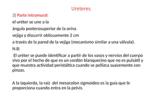 URETER Y VEJIGA.anatomia humana segun la tarjet | PPTX