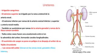URETER Y VEJIGA.anatomia humana segun la tarjet | PPTX