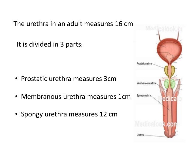 Urethra