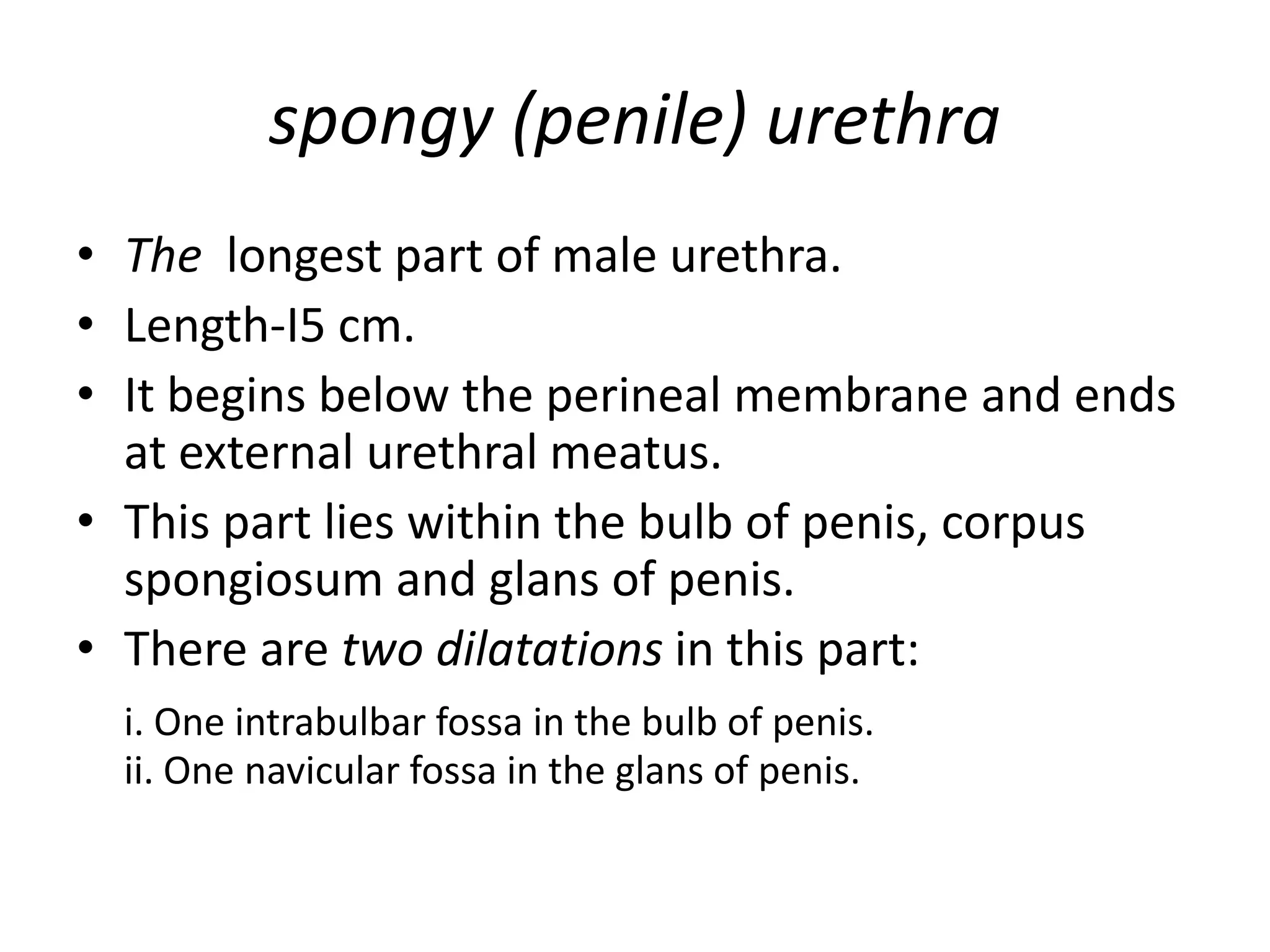Urethra | PPTX