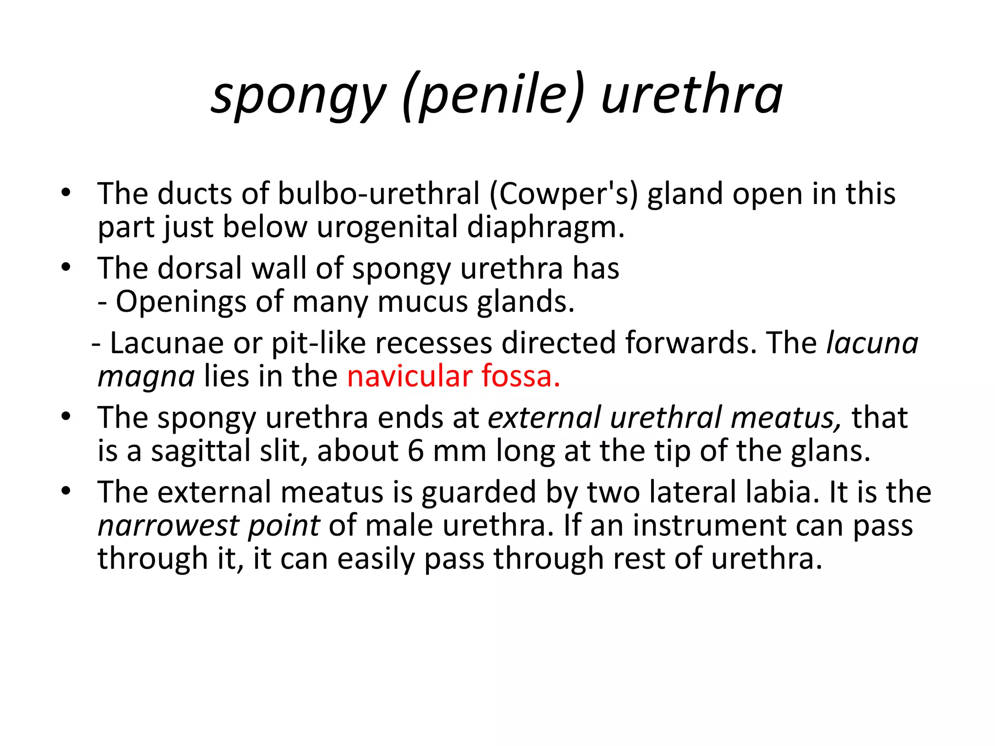 Urethra | PPTX