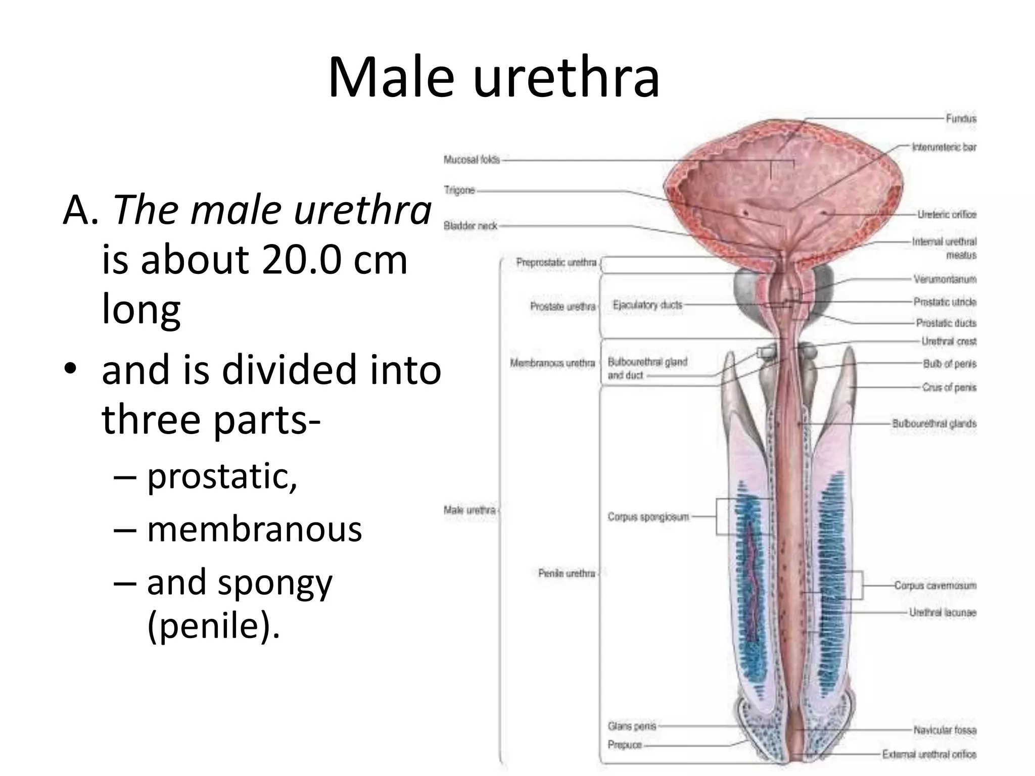 Urethra | PPTX