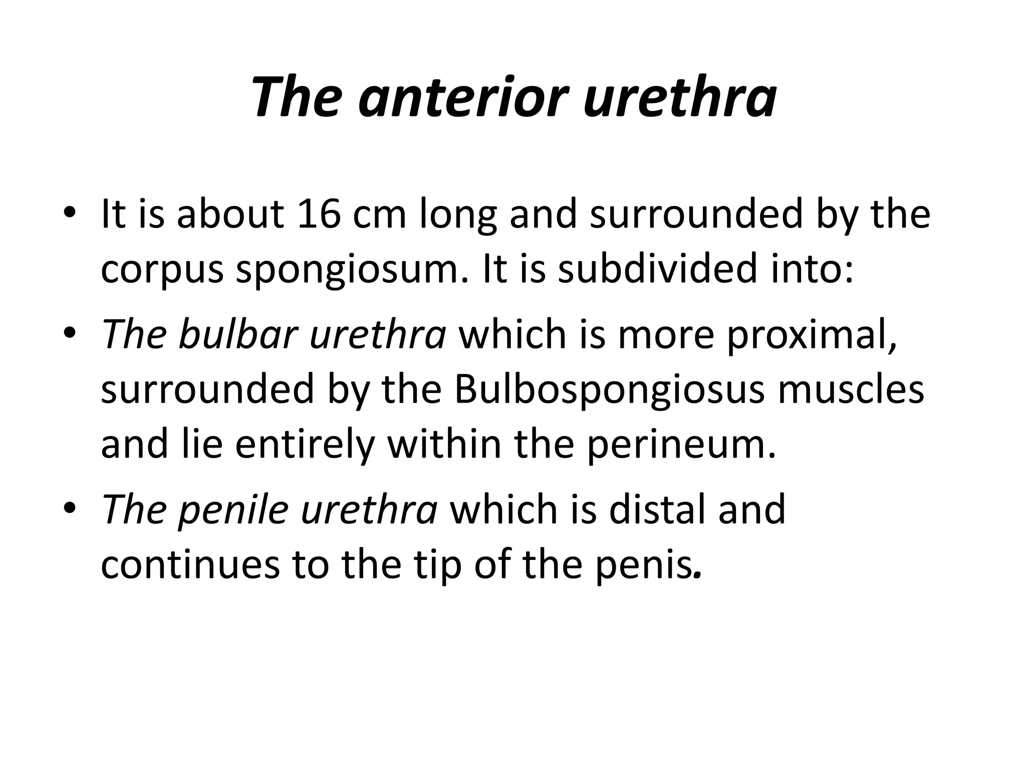 Urethra | PPTX
