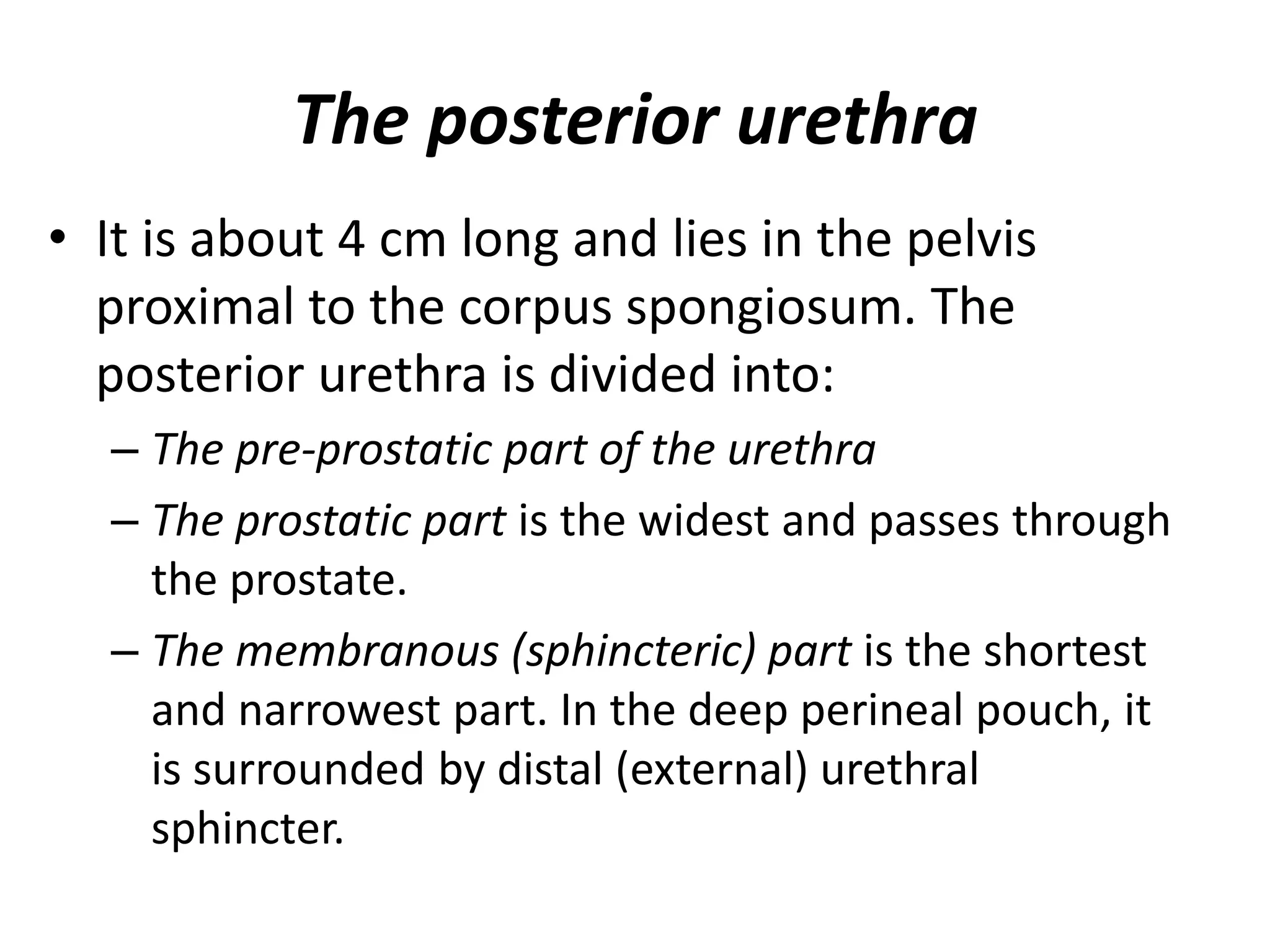 Urethra | PPTX