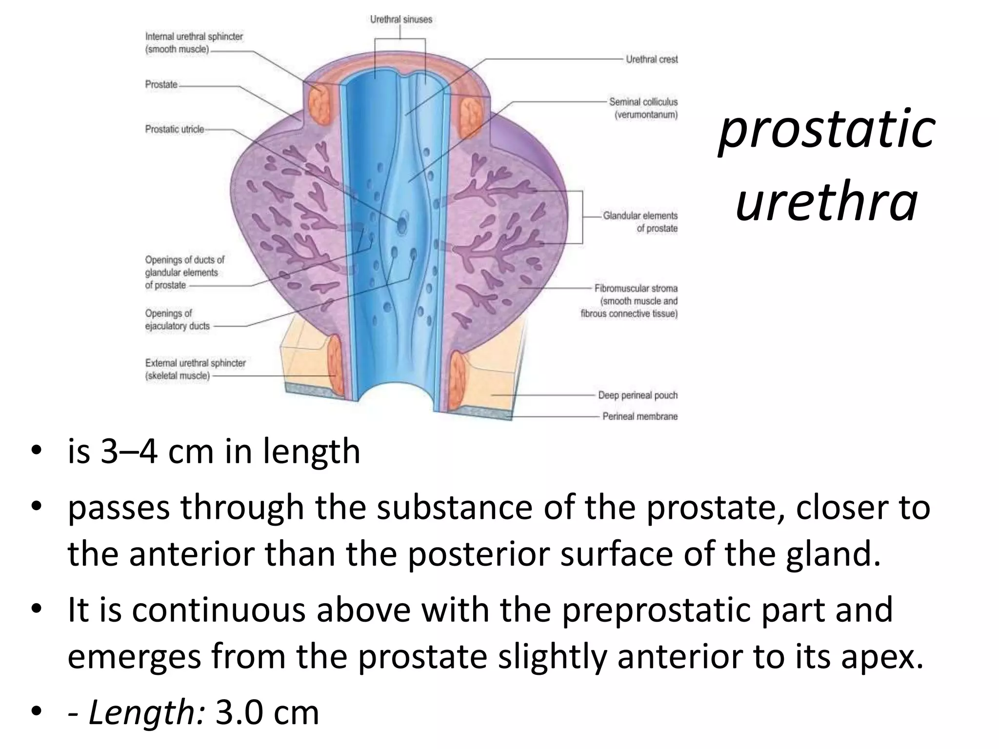 Urethra | PPTX