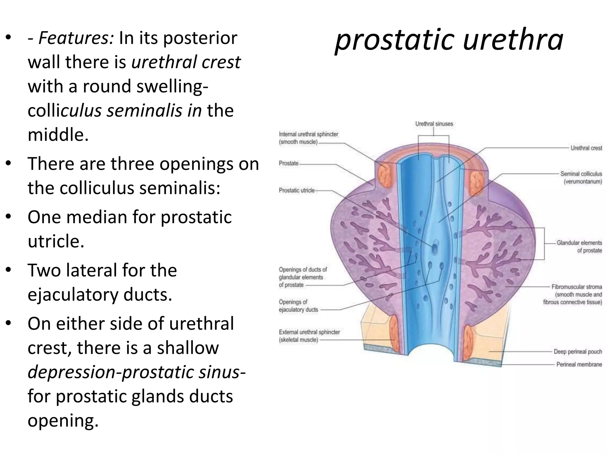 Urethra | PPTX