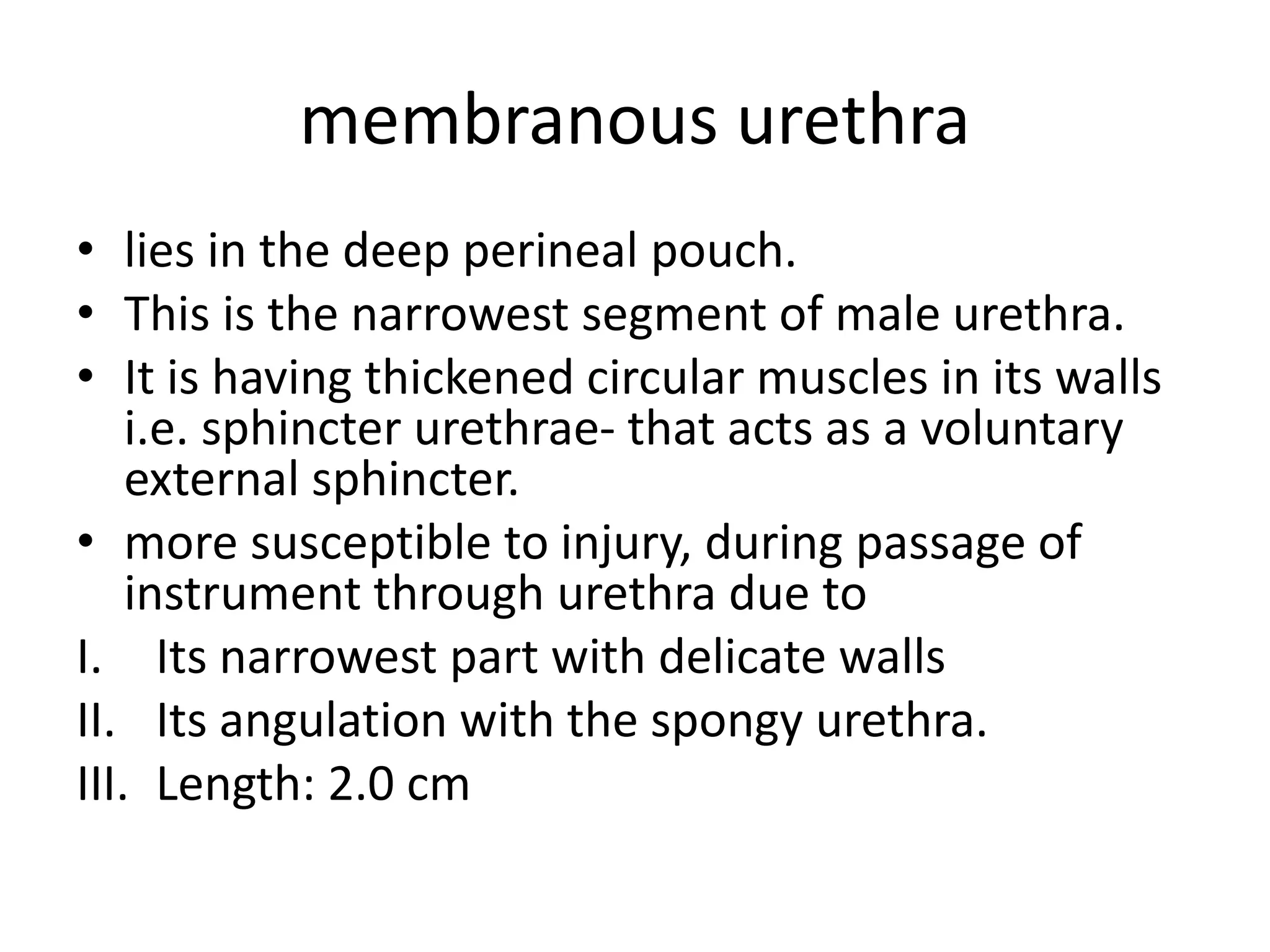 Urethra | PPTX