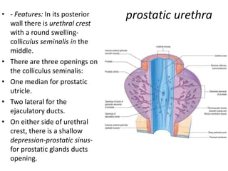 Urethra | PPTX