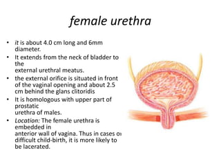 Urethra | PPT