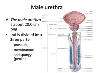 Urethra | PPT