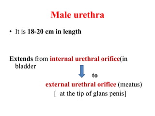 urethra-170529044257.pdf