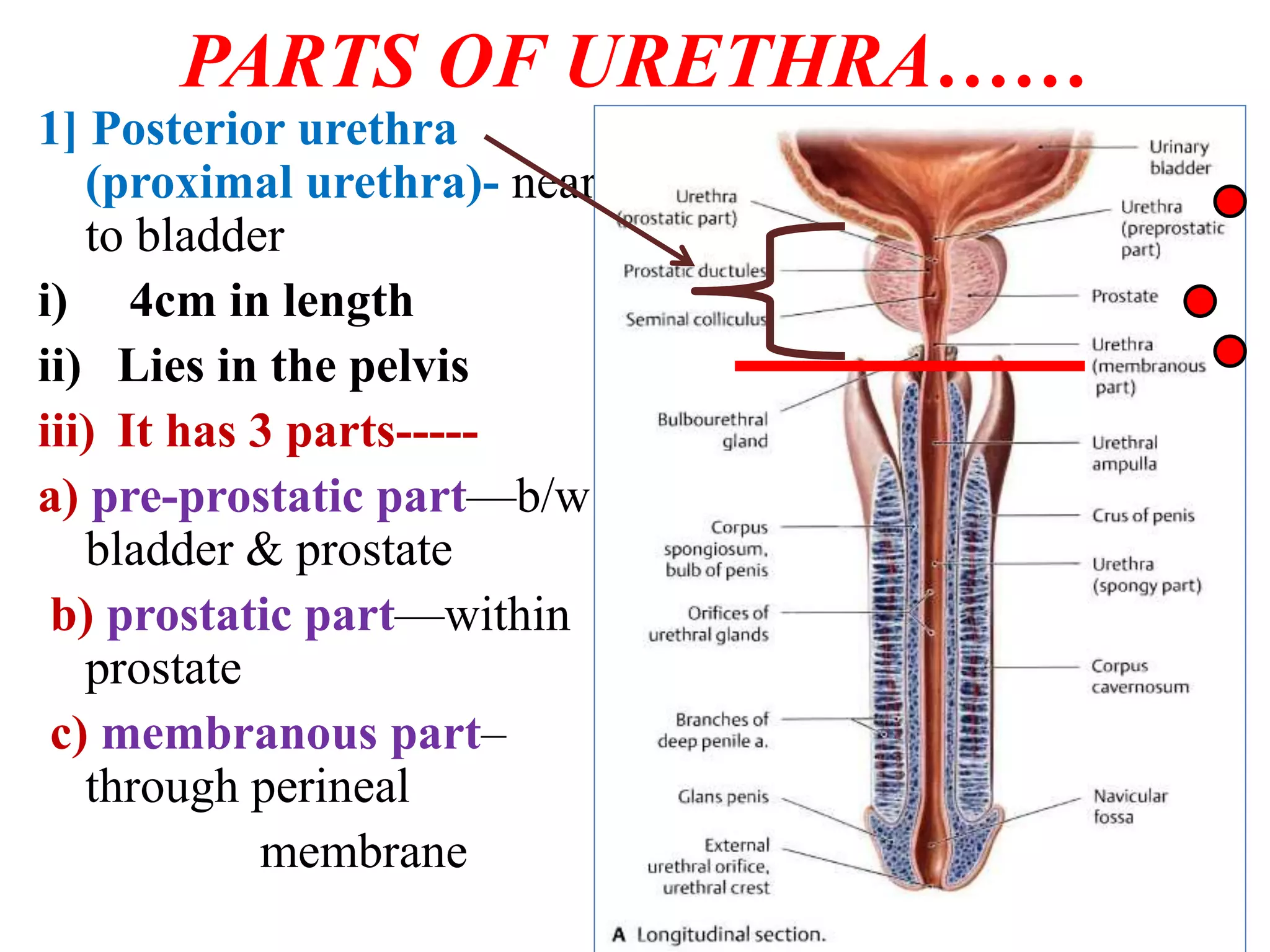 Urethra | PPTX