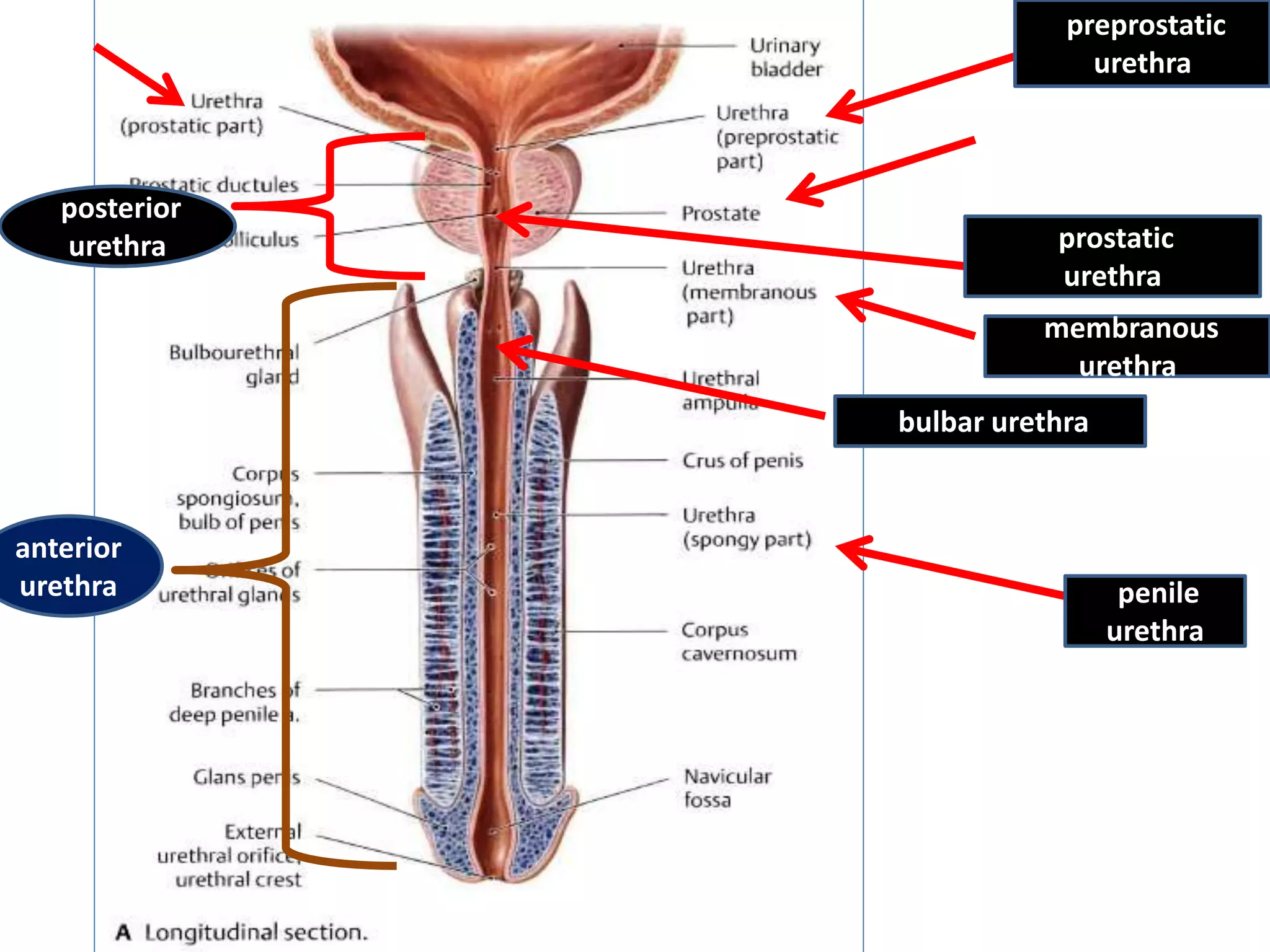 Urethra | PPTX
