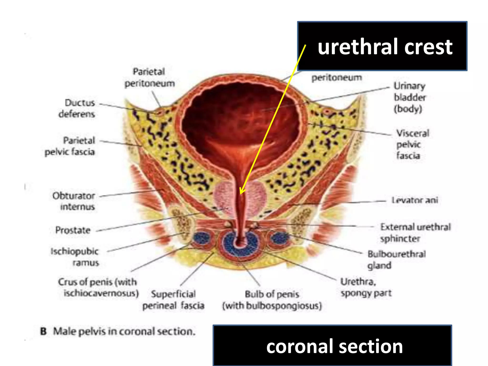 Urethra | PPTX