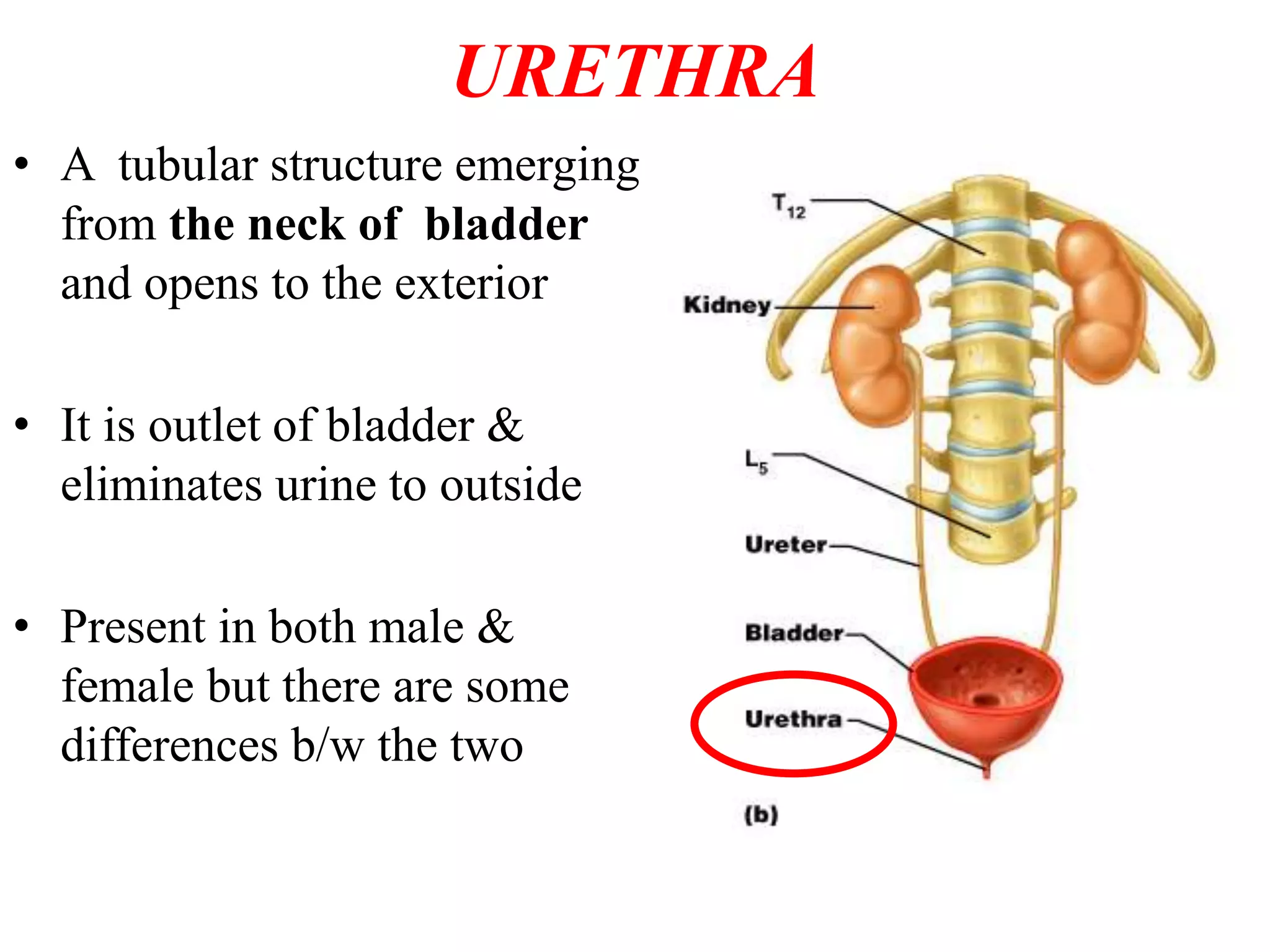 Urethra | PPTX