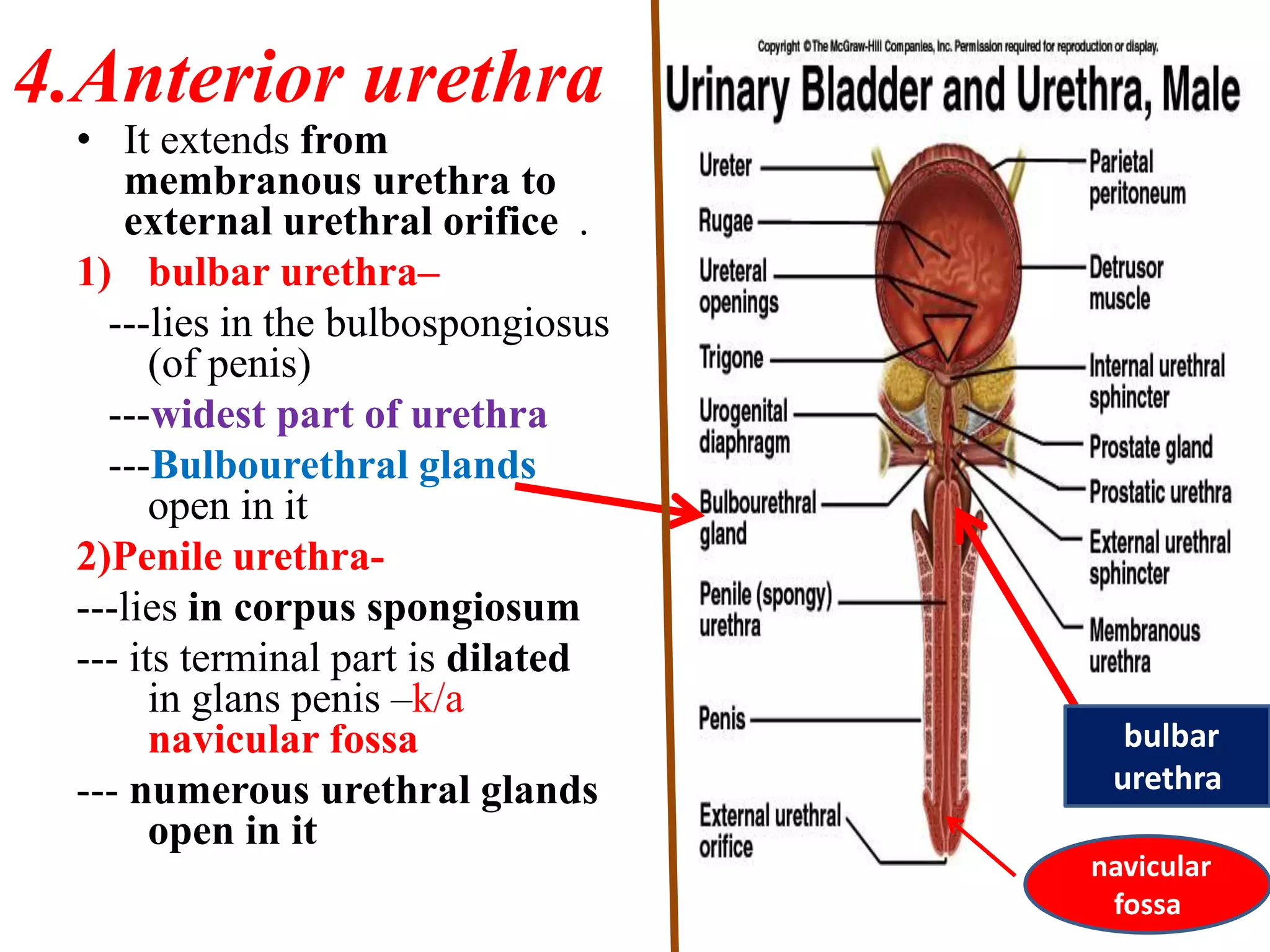 Urethra | PPTX