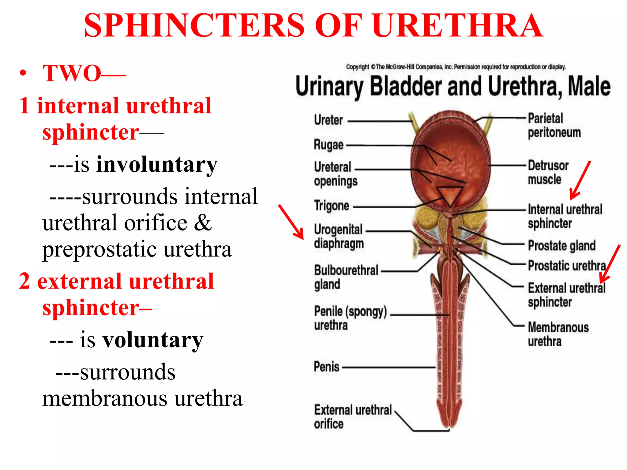 Urethra | PPTX