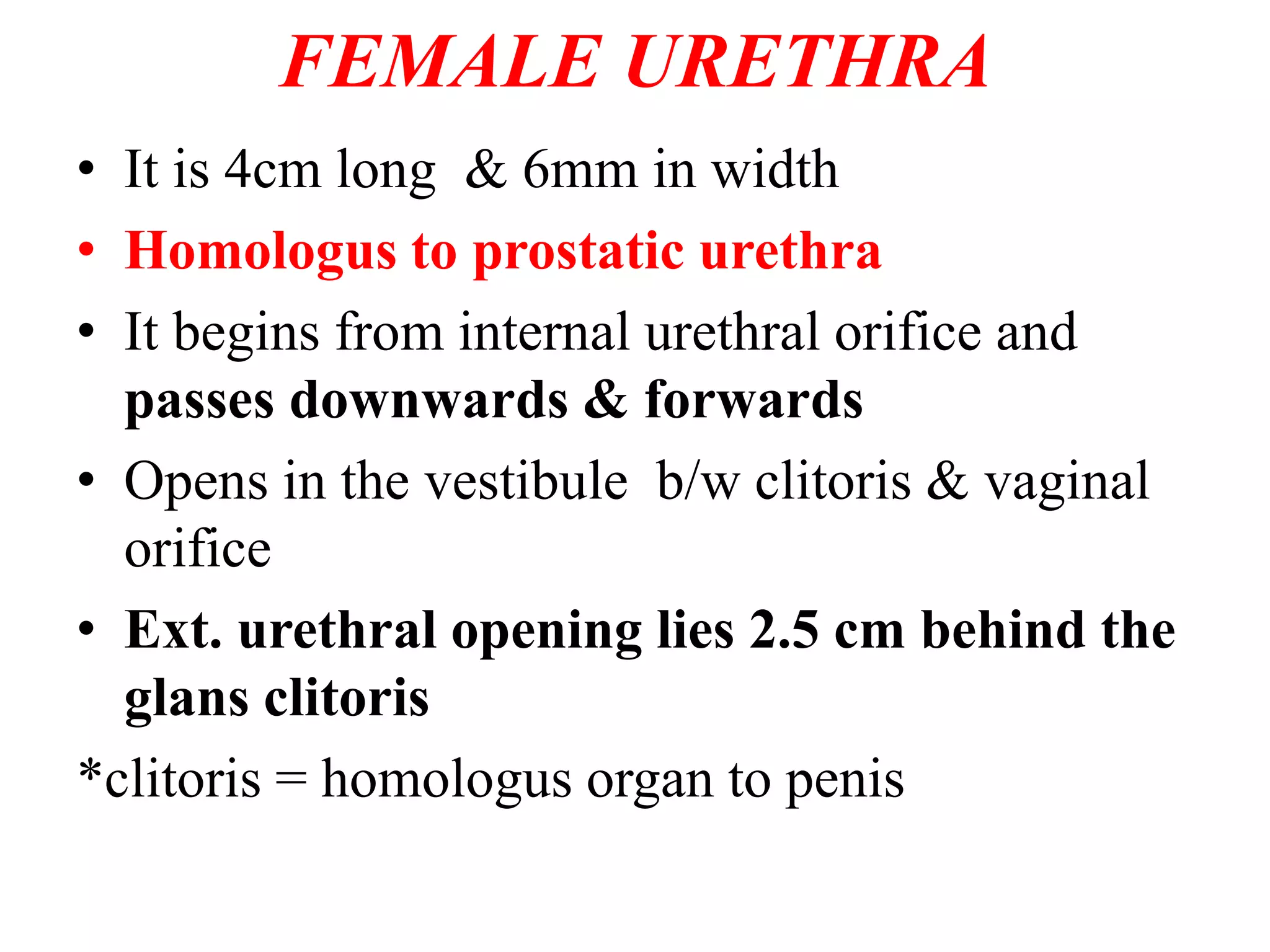 Urethra | PPTX